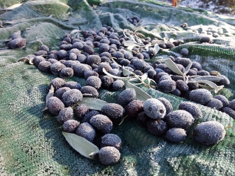 C'est l'heure de la récolte des Olives de Nyons - Olive de Nyons