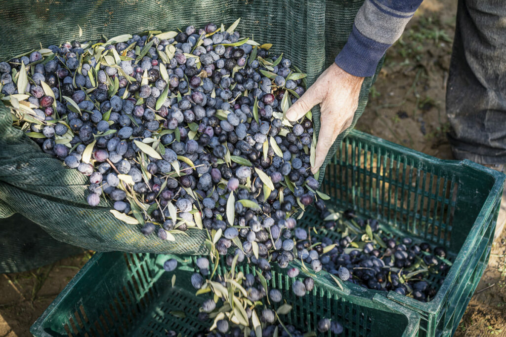 La Tanche | Variété d’olive de Nyons | Nyons AOP